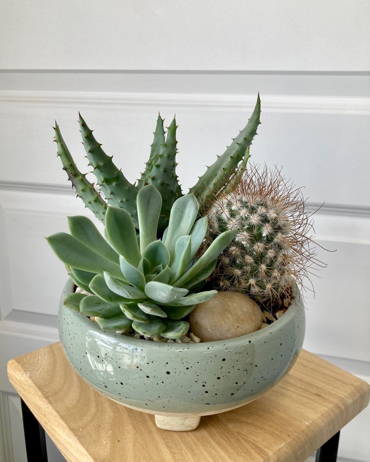 Succa for Plants – Myrtle Flower Market